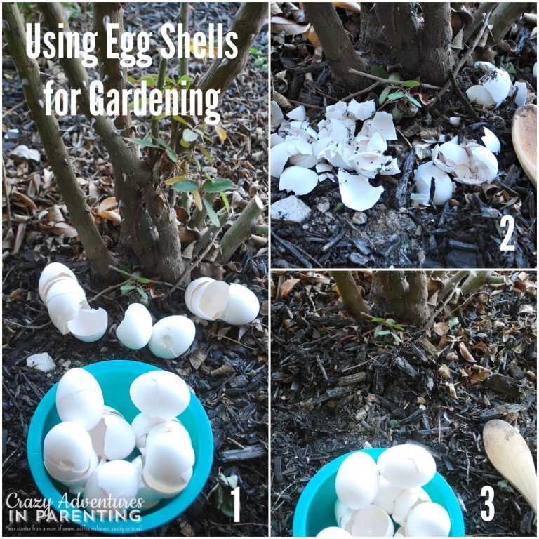 Using Egg Shells in the Garden